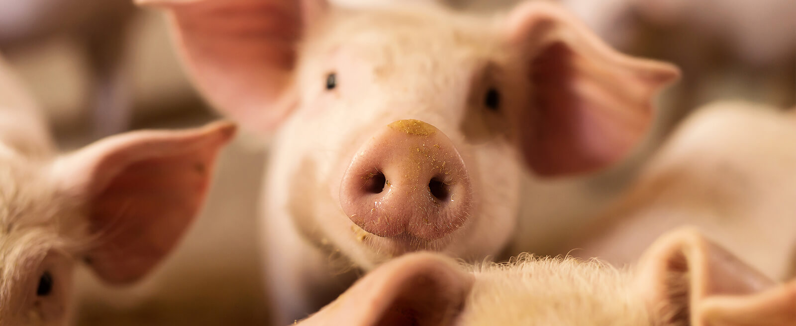 Prodotti per l'alimentazione: Suini - DOX-AL Italia Spa